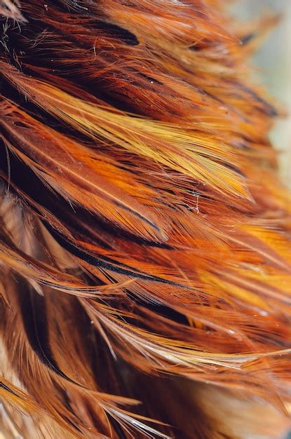 Premium Photo Chicken Feather Close Up