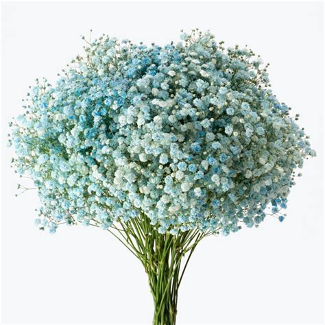 Light Blue Riverdale Farms