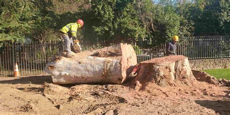 How To Remove A Tree With Roots Effective Techniques