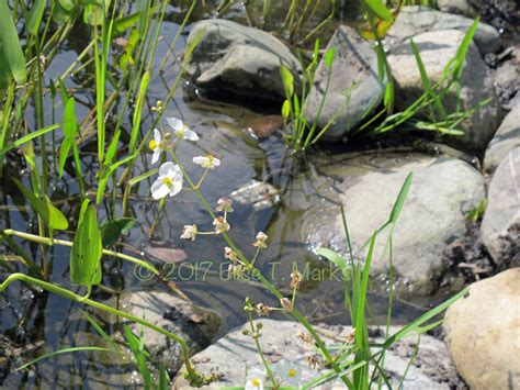 Elise Creations And Passions Arrowhead