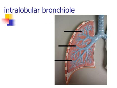 Ex Respiratory Ppt Download