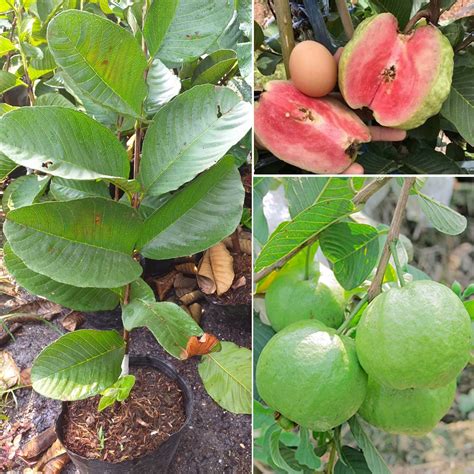 Cây Giống Ổi Ruby Không Hạt Ruột Đỏ NhÀ VƯỜn KhÁnh VÕ CÂy ĐỘc LẠ