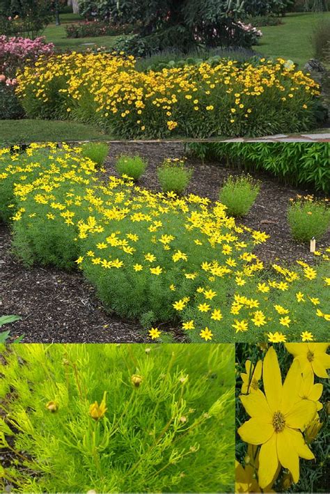 Yellow Flowering Plants For Zone 9 At Amy Barnes Blog