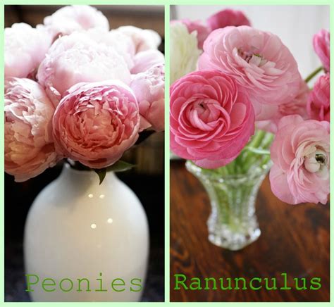 Peony Vs Ranunculus Architecture Adrenaline