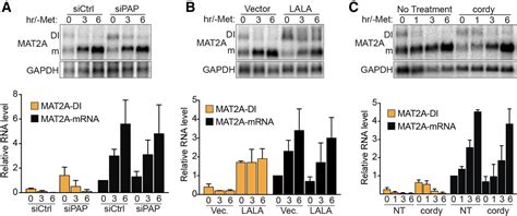 Balance Between Mat2a Intron Detention And Splicing Is Determined Cotranscriptionally