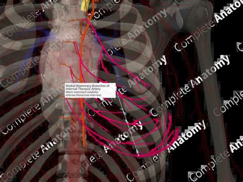 Internal Thoracic Artery Model