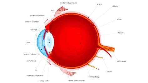 The Optic Nerve How It Works And Why Its Vital For Vision
