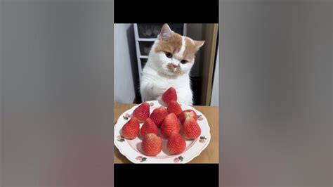 딸기와 고양이 딸기 좀 먹자 ㅠㅠ Youtube
