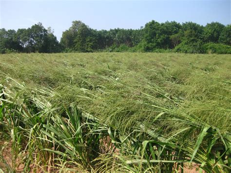 Tanzania Guinea Ubon Forage Seeds