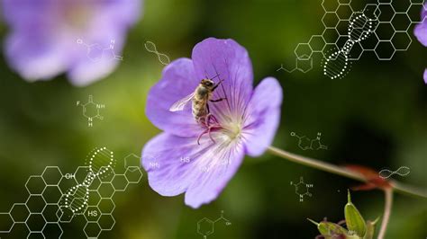 Dna Insectscan Meet Biodiversiteit Werklandschappen Van De Toekomst