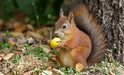 How Squirrel Droppings Are Dangerous Best Pest Control