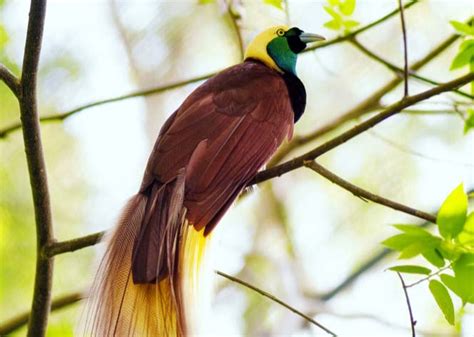 Burung Cendrawasih