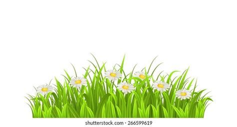 Grass Daisy On White Stock Vector Royalty Free 266599619 Shutterstock