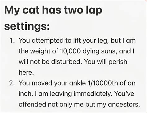 50 Funny And Relatable Cat Memes That Might Make You Want To Rescue A(nother) Cat | Bored Panda