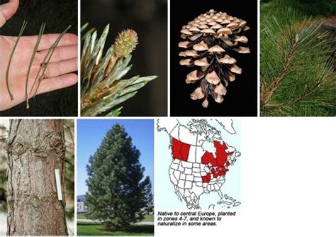 Evergreen Trees Flashcards Quizlet