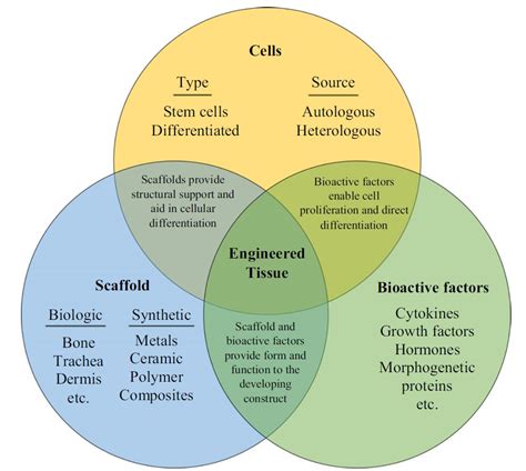 Prof Arun Arjunan On Linkedin Tissueengineering Multidisciplinary
