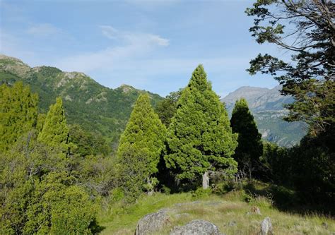 El Ciprés De Las Guaitecas Conoce Al árbol Del Sur De Chile Que Puede