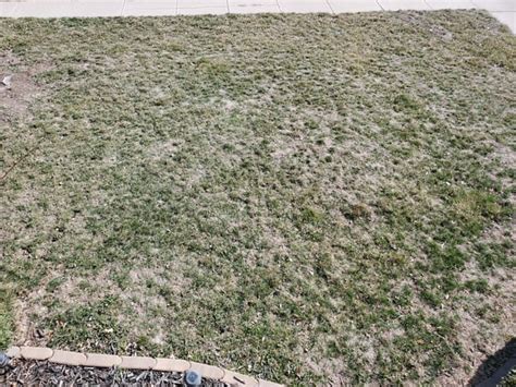 How To Fix Grass That Grows In Patchy Rlandscapingtips