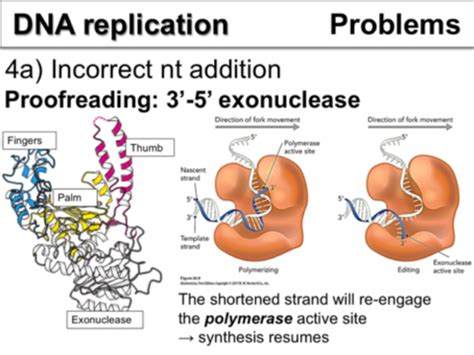 Dna Replication Lecture 1 5 Flashcards Quizlet