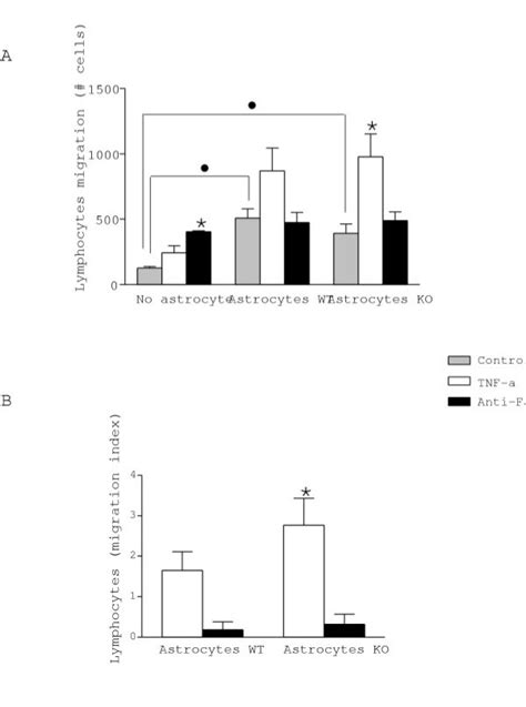 The Effect Of Astrocytes On Lymphocyte Migration Was Assessed Using Download Scientific Diagram