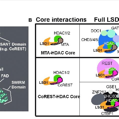 Lsd1 Structure And Lsd1 Containing Complexes A Structural