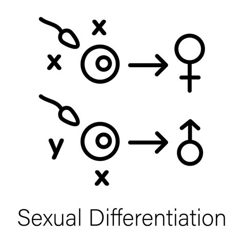 Trendy Sexual Differentiation 42407533 Vector Art At Vecteezy