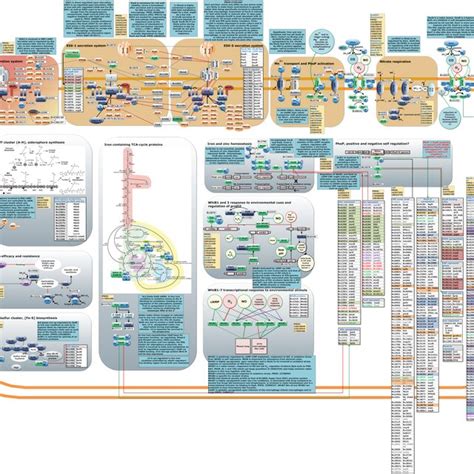 Supplementary File 1 Visual Model Of The Three Virulence Strategies