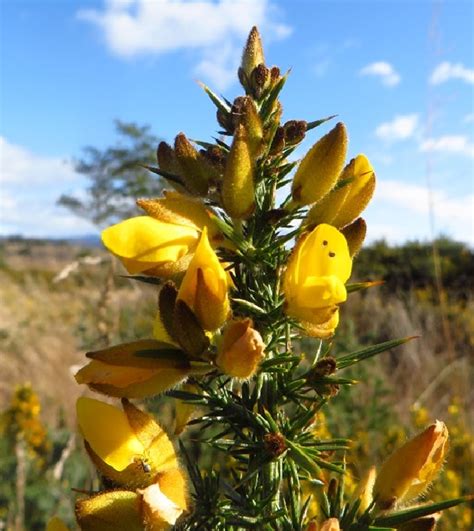 Identification And Control Methods Of Gorse In Tasmania Blog Post