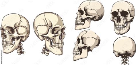 Skeleton Faces Different Sides Dead Man Heads Cartoon Drawing Vector Illustration Stock Vector