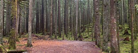 Skwellepil Creek Rec Site Chehalis Fsr
