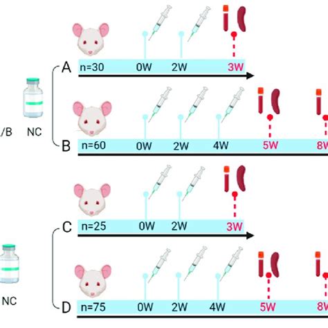 Immunization And Sample Collection Timeline At The Designated Time
