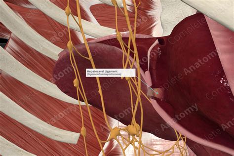 Hepatocaval Ligament Complete Anatomy