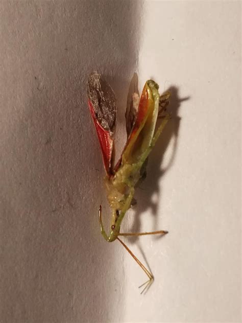 Is This A Cockroach Rwhatisthisbug