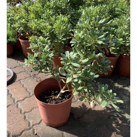 一禪種苗園 具有很高的觀賞價值 常綠灌木或小喬木 7吋盆anny 蝦皮購物