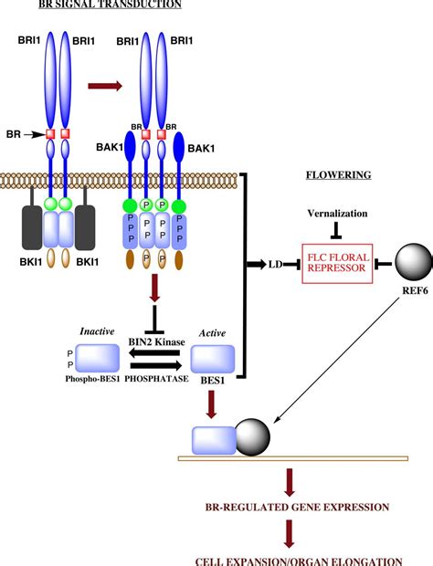 The Molecular Intersection Of Brassinosteroid Regulated Growth And Flowering In Arabidopsis Pnas