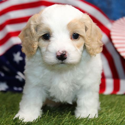 Calvin A Brindle And White Male Cockapoo Puppy 766366 Puppyspot