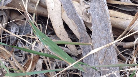 Can You See The Grasshopper Vale Park Our Patch