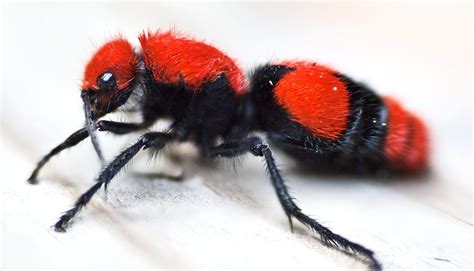 Velvet Ant Bite Treatment