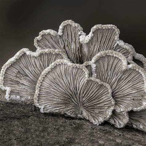 News Why Organic Coriolus Versicolor Is Essential For Your Health