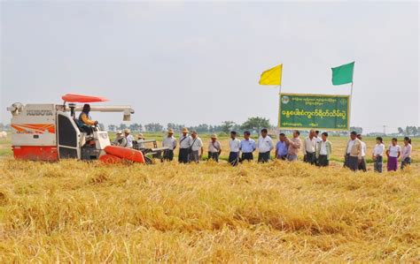 ဝေါမြို့နယ်၌ နွေစပါးစိုက်ခင်းစံကွက်ရိတ်သိမ်းပွဲကျင်းပ Information And