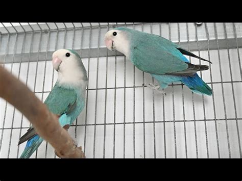 Blue Peach Faced Lovebird