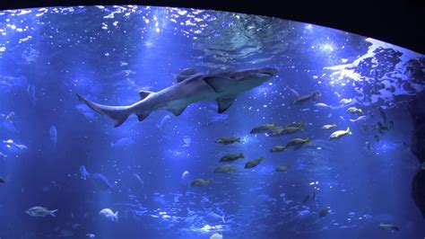 Tokyo Skytree And Sumida Aquarium Part 6 Of 6 Youtube