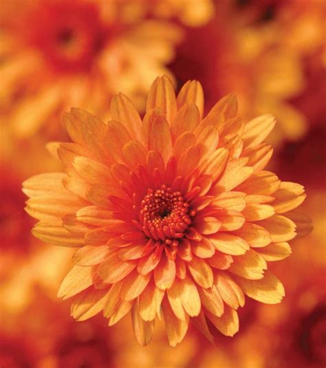 2020 2021 Ball Mums Ball Seed