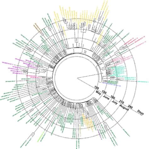 Bayesian Inferred Phylogenetic Tree With The Most Likely Time Of The