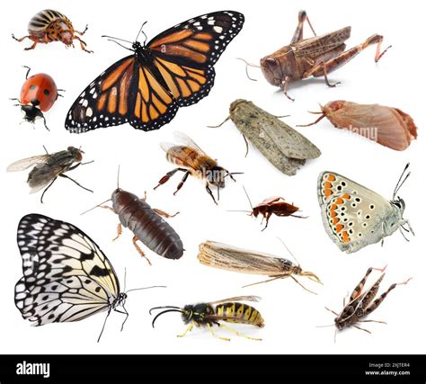 Nature Diversity Insects Cut Out Stock Images And Pictures Alamy