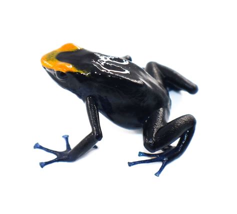 Dendrobates Tinctorius Lorenzo