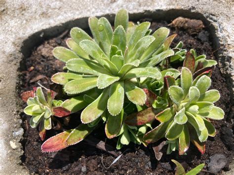 Rastlinky V Múriku Modrý Koník