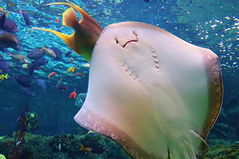 10 Best Aquariums In Florida Usa Road Affair