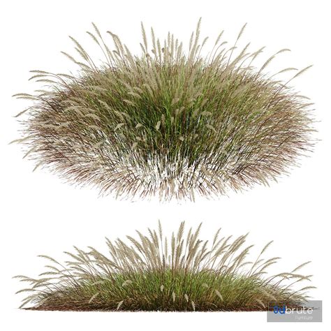Plants Calamagrostis Acutiflora Karl Foerster Wide 3d Model Buy