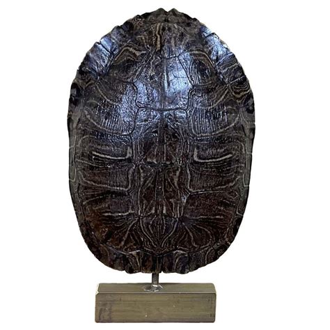 Mounted Snapping Turtle Shell At 1stdibs How To Mount A Turtle Shell